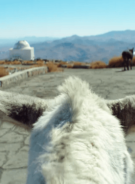 TIFF 2024: perfectly a strangeness Movie Trailer • HUNGRY 416