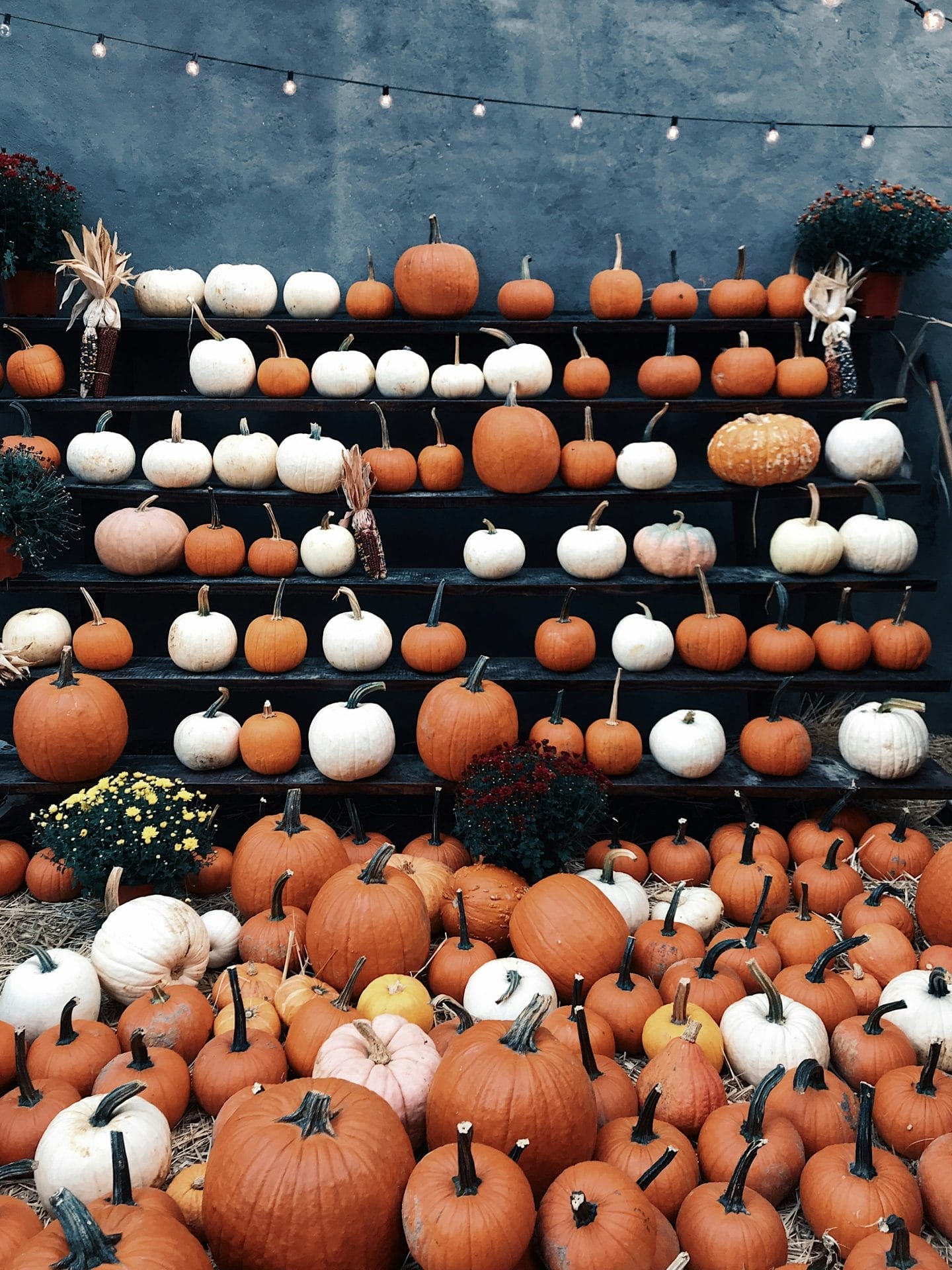 12+ Pumpkin Festivals This Fall 2025 Around Toronto and Ontario ...