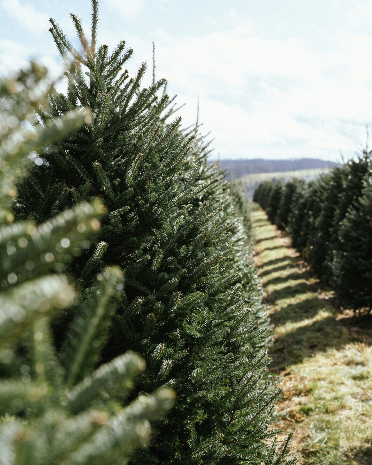 Where to Buy Christmas Trees Around Toronto • HUNGRY 416