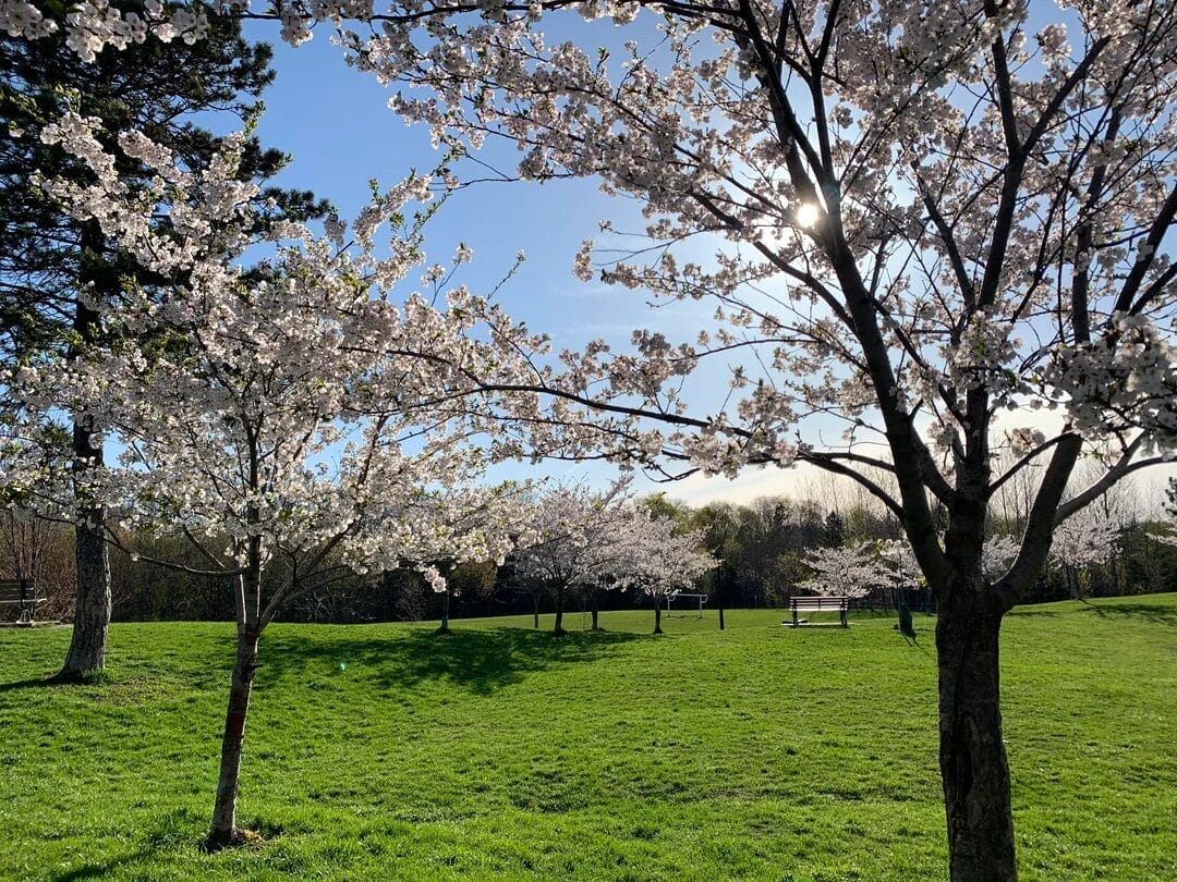 Toronto’s Best Cherry Blossom Locations for Spring 2025 • HUNGRY 416